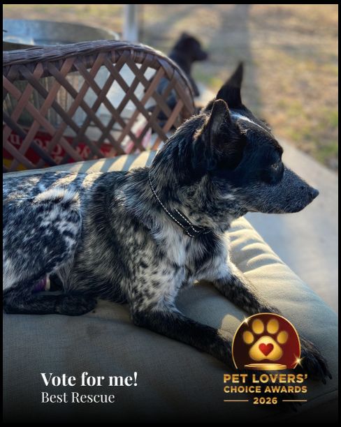 Koa (means warrior in Hawaiian) | Pet Lovers' Choice Awards