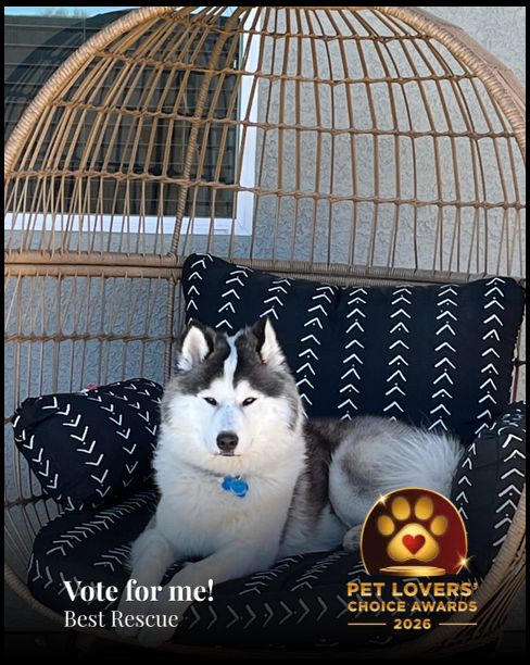 Diesel | Pet Lovers' Choice Awards