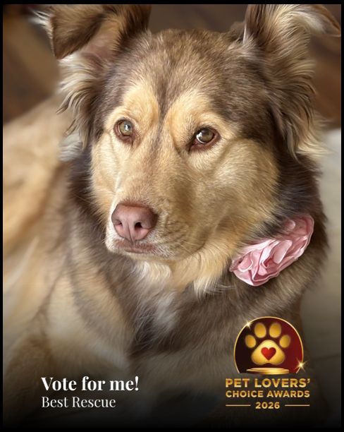 Abby | Pet Lovers' Choice Awards