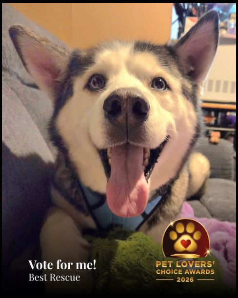 Koda formally Zues | Pet Lovers' Choice Awards