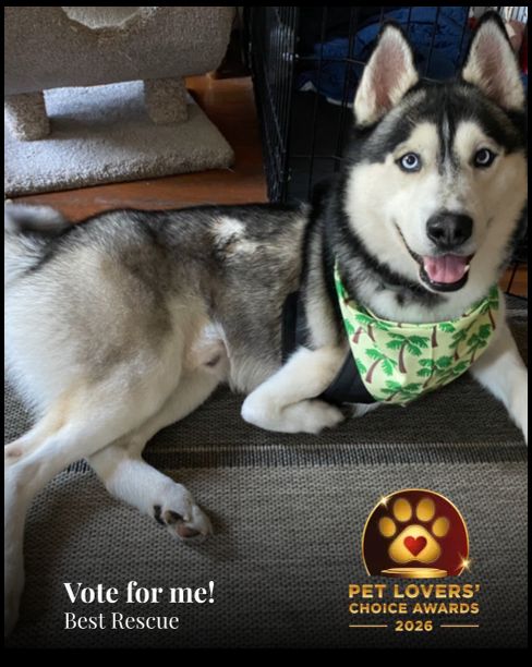 Leo | Pet Lovers' Choice Awards
