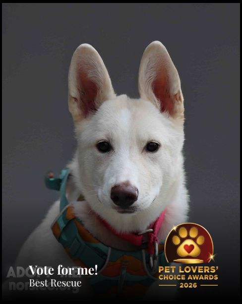 Abby | Pet Lovers' Choice Awards
