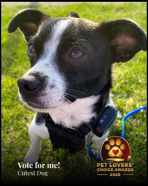 Oreo | Pet Lovers' Choice Awards