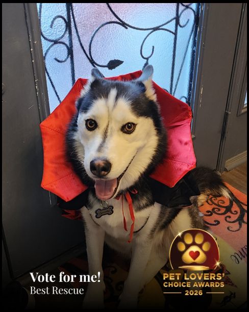 Spooky | Pet Lovers' Choice Awards