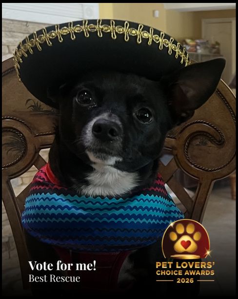 Skippy | Pet Lovers' Choice Awards