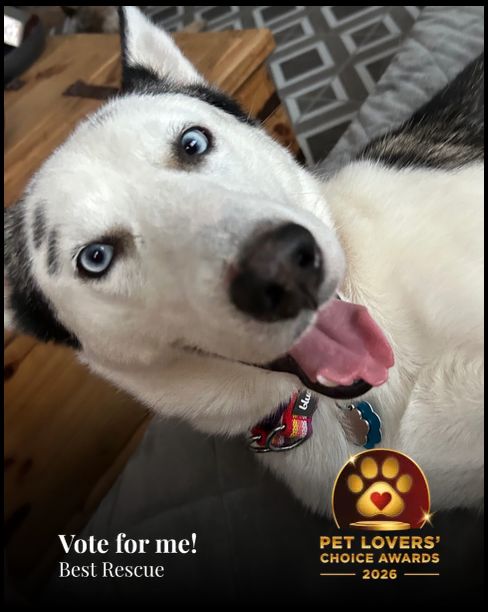 Bobo | Pet Lovers' Choice Awards