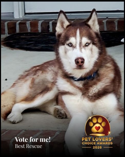 Cooper | Pet Lovers' Choice Awards