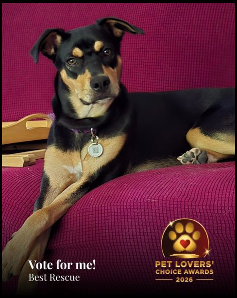 Molly | Pet Lovers' Choice Awards