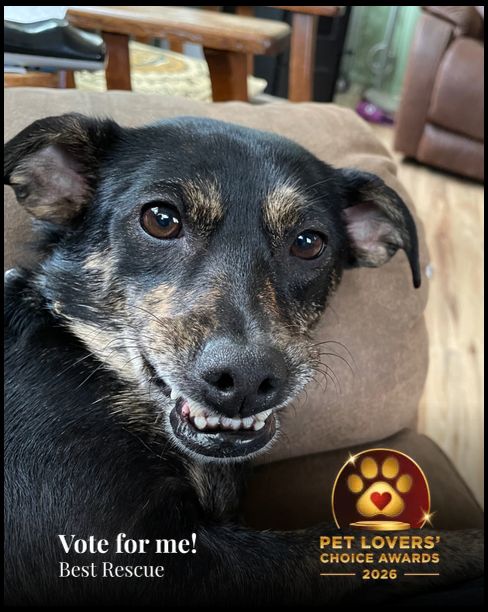 Pepper | Pet Lovers' Choice Awards