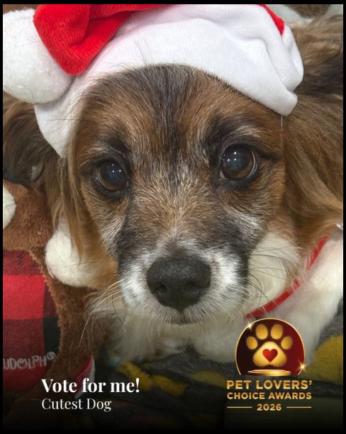 Toby | Pet Lovers' Choice Awards