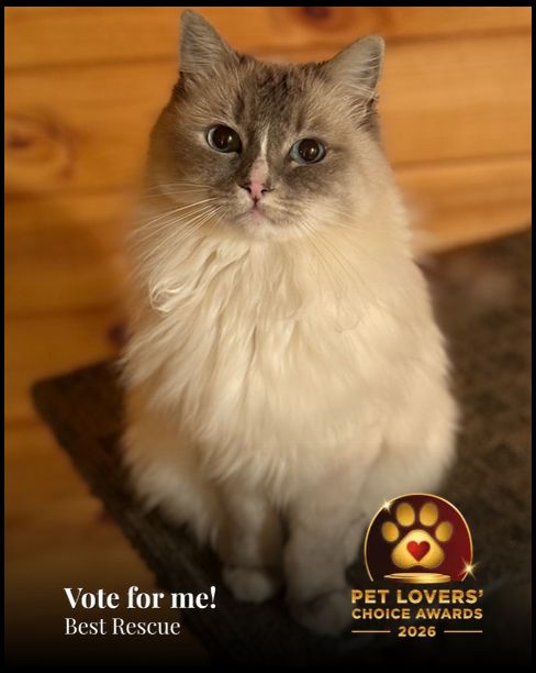Abby | Pet Lovers' Choice Awards