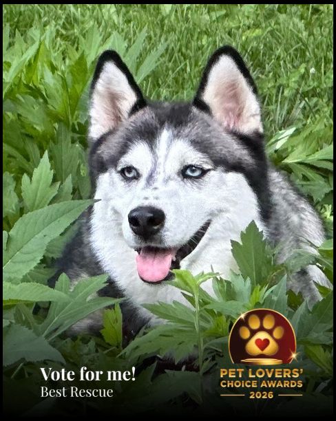 Aspen | Pet Lovers' Choice Awards