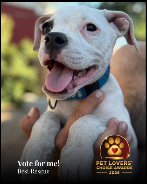 Kane | Pet Lovers' Choice Awards