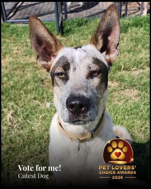 RASCAL | Pet Lovers' Choice Awards