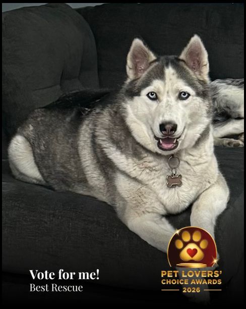 Luna | Pet Lovers' Choice Awards