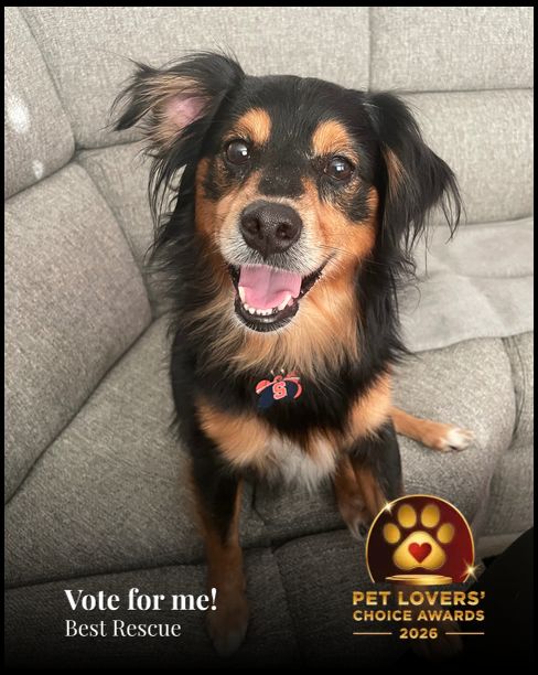 Petey Pablo | Pet Lovers' Choice Awards