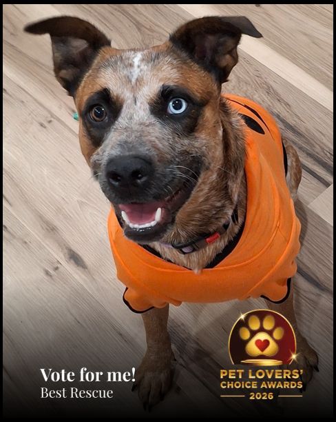 Punkin | Pet Lovers' Choice Awards
