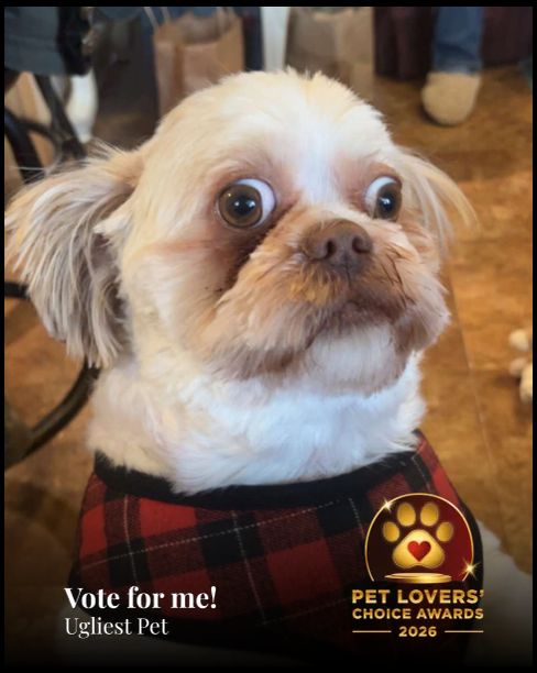 Lewis | Pet Lovers' Choice Awards