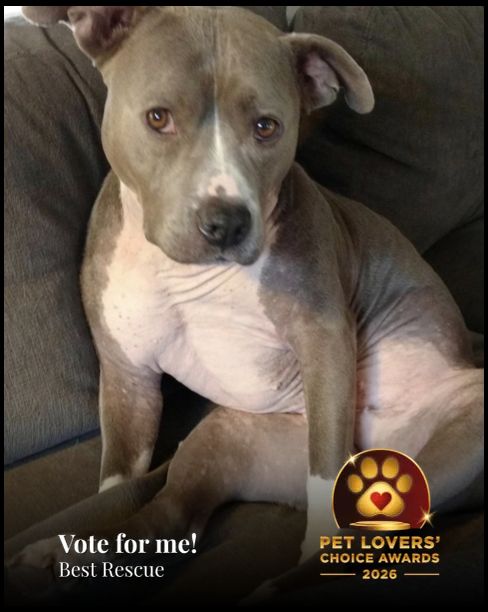 Suki | Pet Lovers' Choice Awards