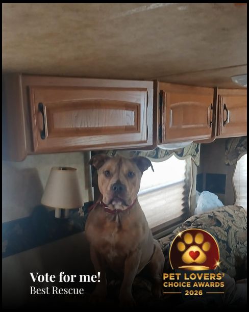 Cupid | Pet Lovers' Choice Awards
