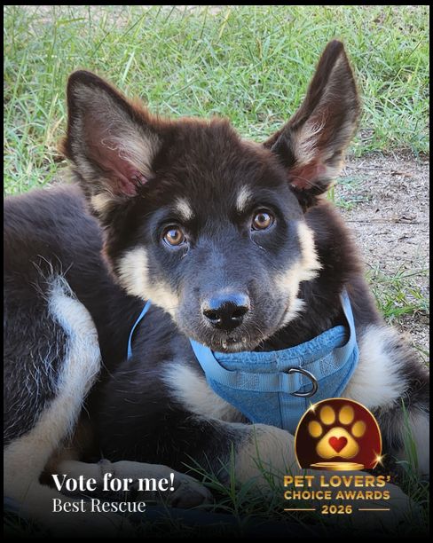 Koda | Pet Lovers' Choice Awards