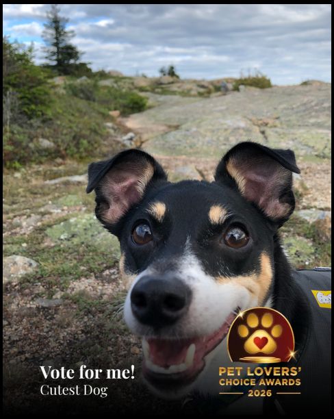 Igor | Pet Lovers' Choice Awards