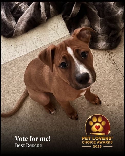 Diesel | Pet Lovers' Choice Awards