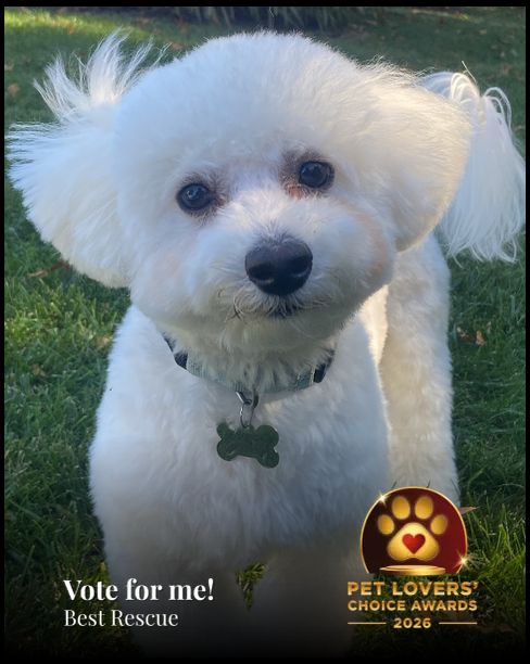 Rocco | Pet Lovers' Choice Awards