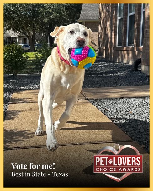 Molly | Pet Lovers' Choice Awards
