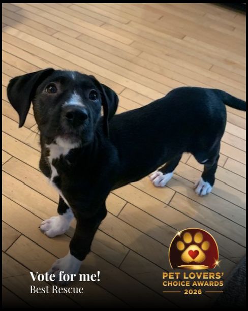 Luna | Pet Lovers' Choice Awards