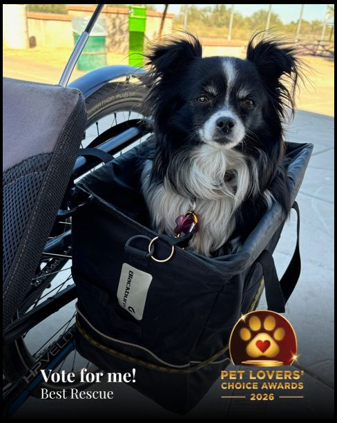 Ivy | Pet Lovers' Choice Awards
