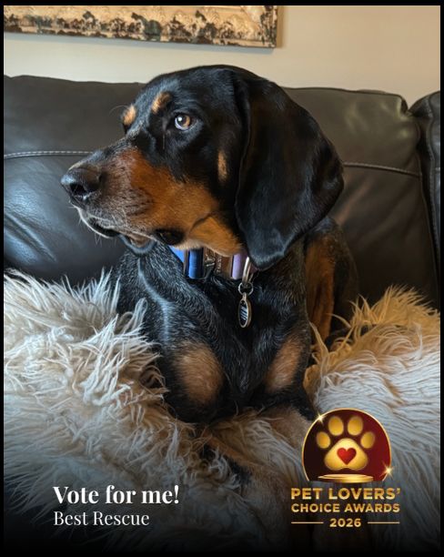 Sweet Caroline | Pet Lovers' Choice Awards
