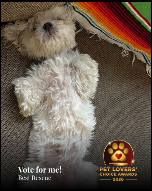Ruffles | Pet Lovers' Choice Awards