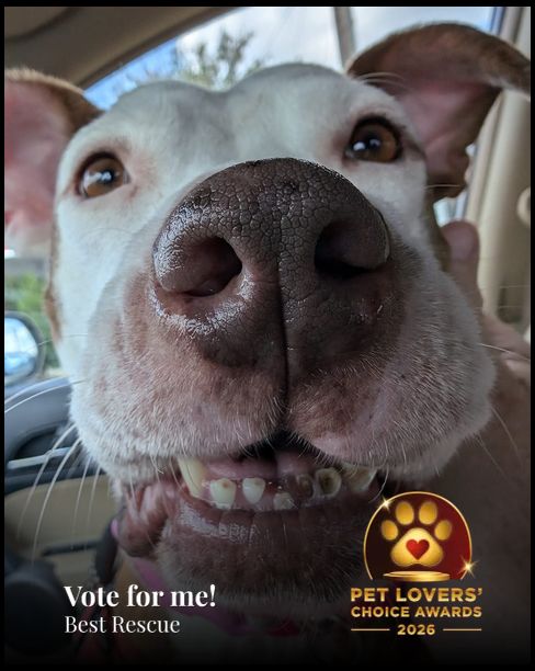 Pinky | Pet Lovers' Choice Awards