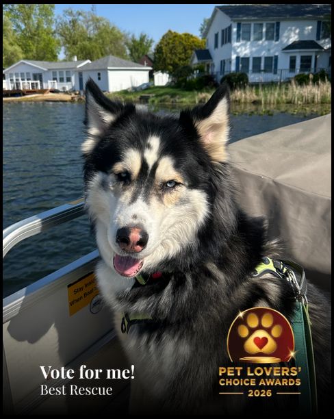 Stanley | Pet Lovers' Choice Awards