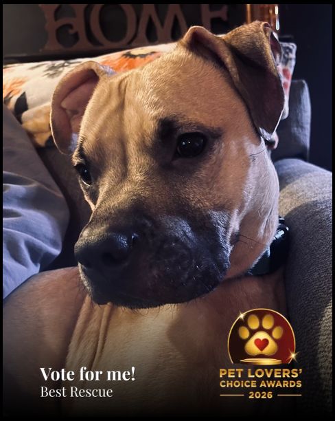 Geno | Pet Lovers' Choice Awards